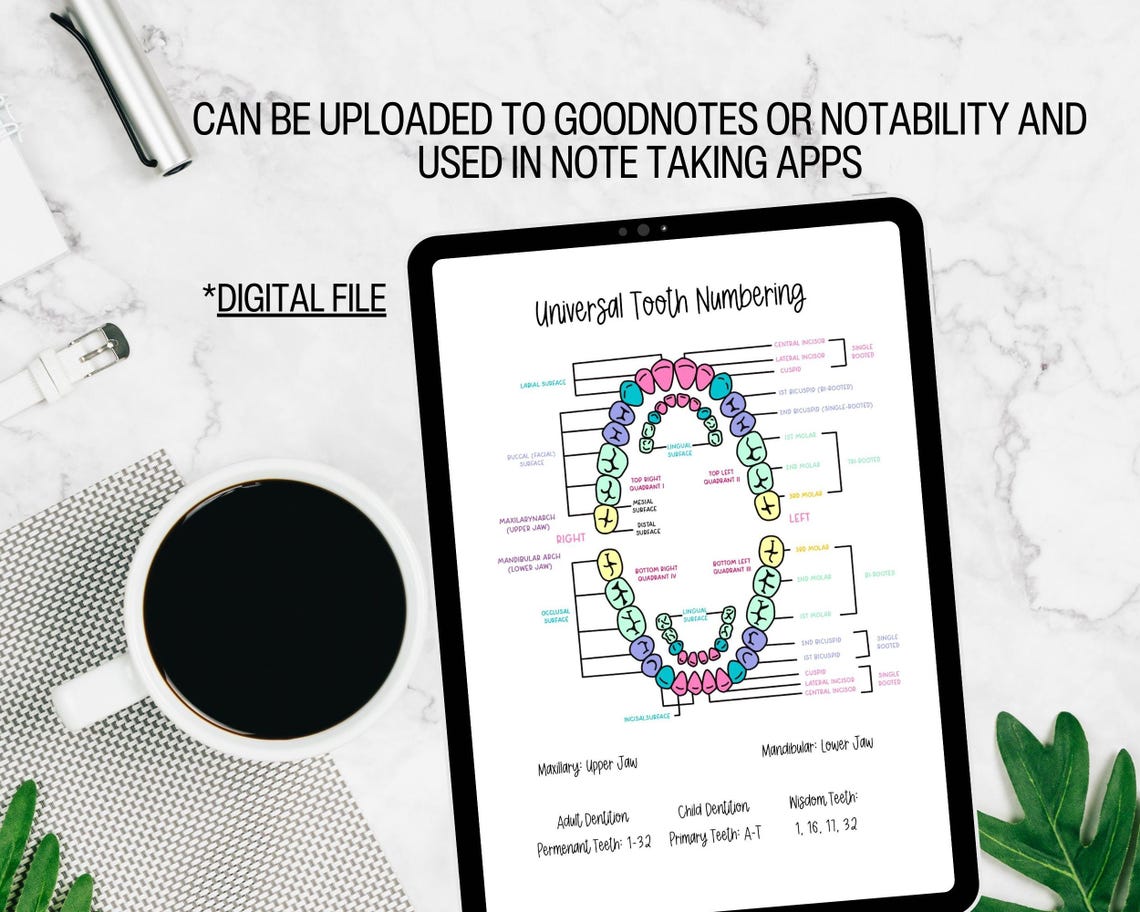 Universal Tooth Numbering Chart Available as Instant Digital Download ...