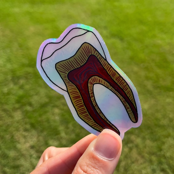 Holographic Tooth Anatomy Sticker Hand Drawn for Dental - Etsy