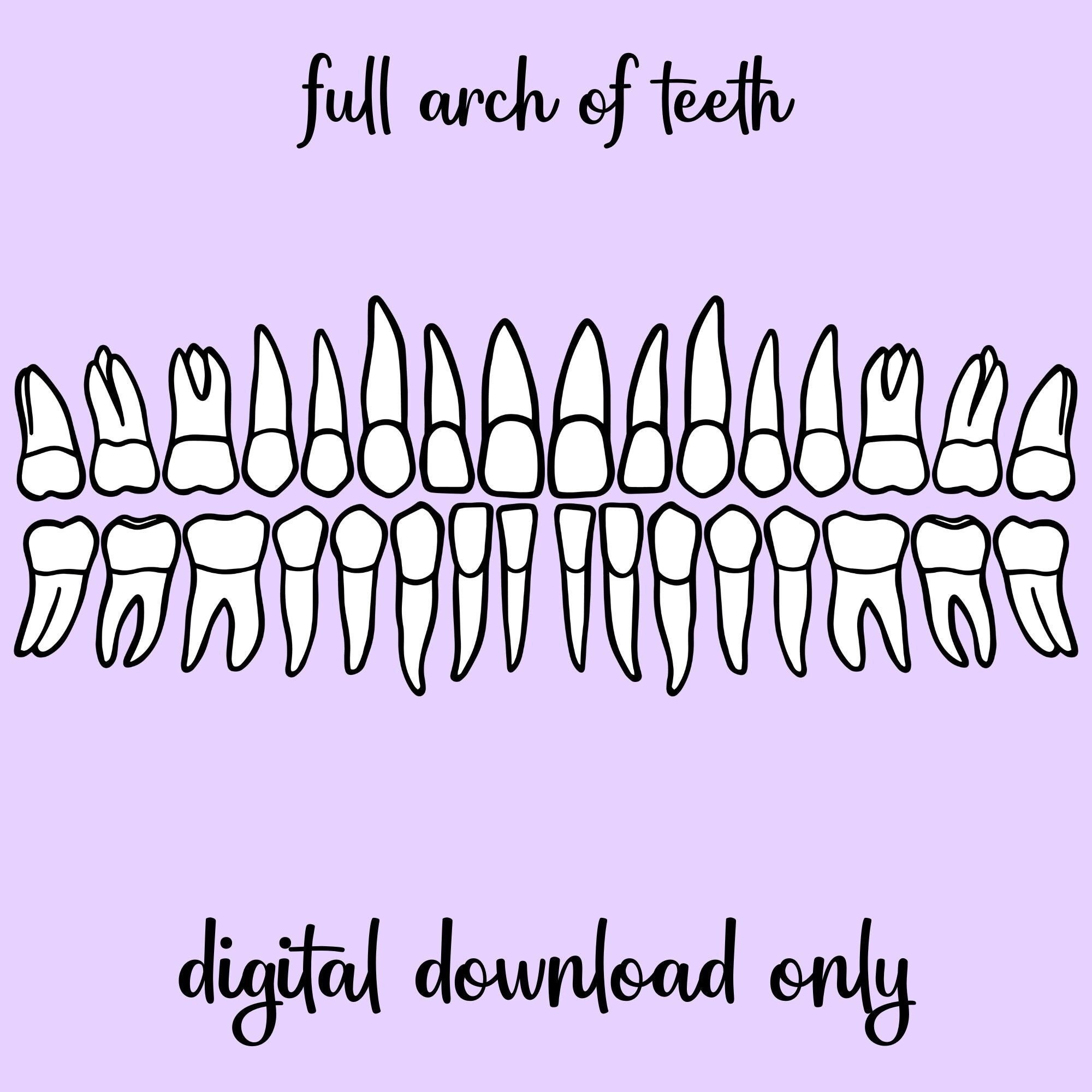 Dental Teeth SVG Files, Full Arch Digital Download for Cricut or ...
