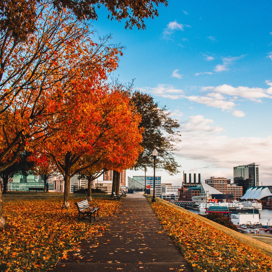Fall Foliage of Federal Hill Baltimore Maryland Gallery Wall | Etsy