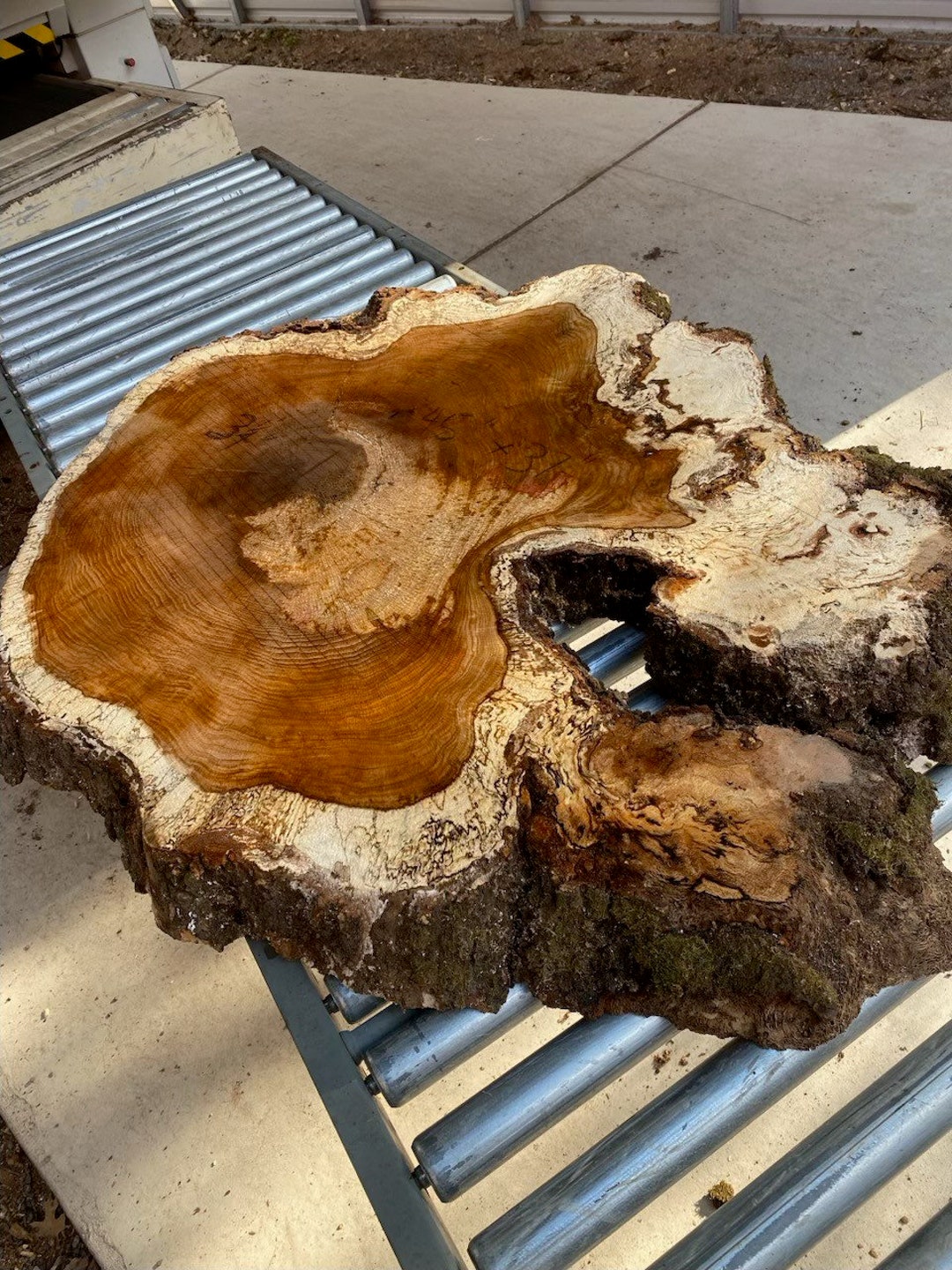 Burl Oak Round | Live Edge Wood | Reclaimed Wood Slabs | Kiln Dried ...