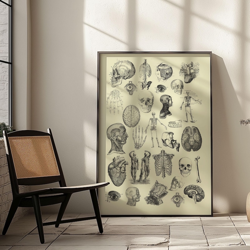Human Anatomy Print - Etsy