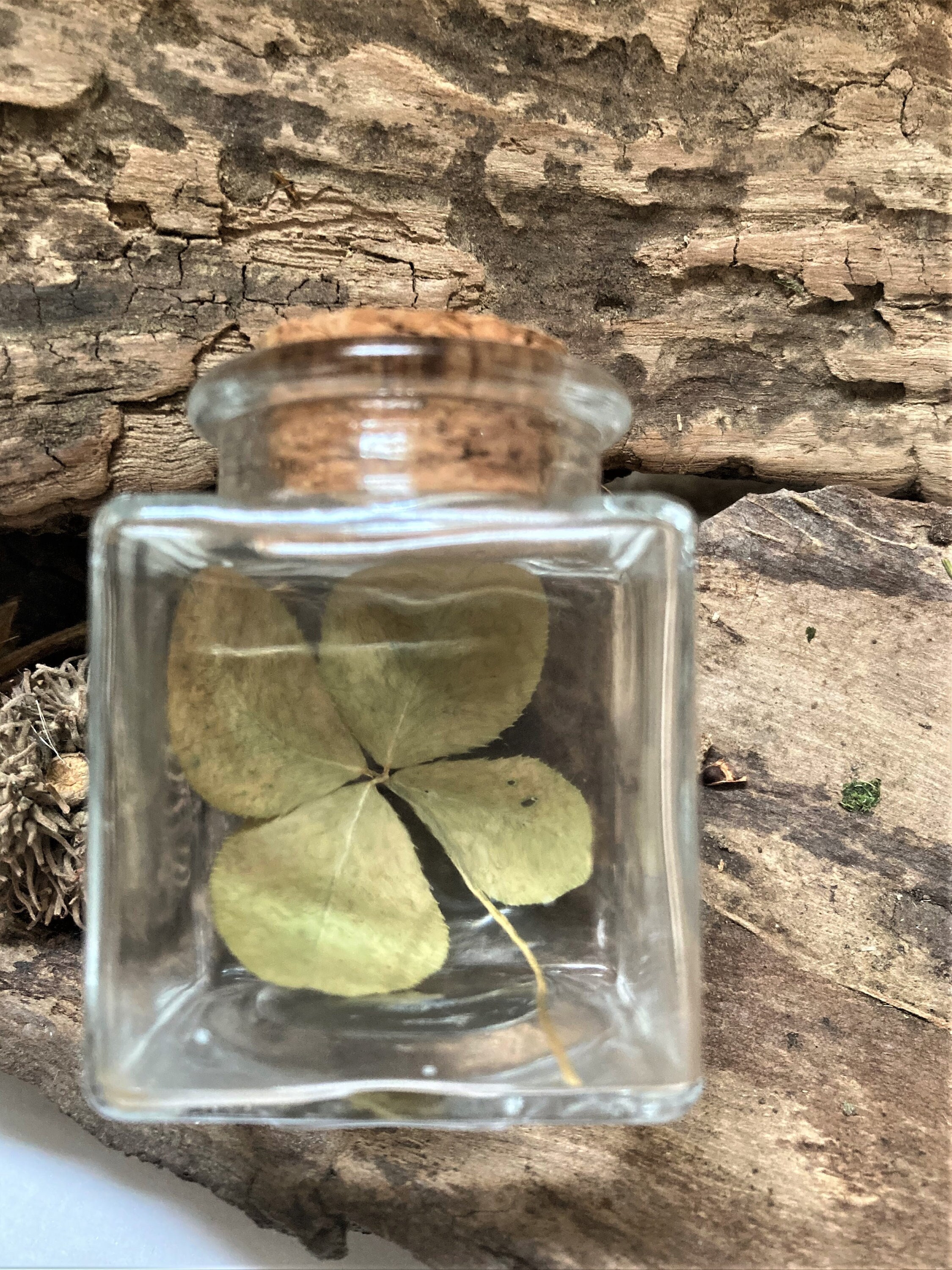 Four Leaf Clover in a Bottle - Etsy