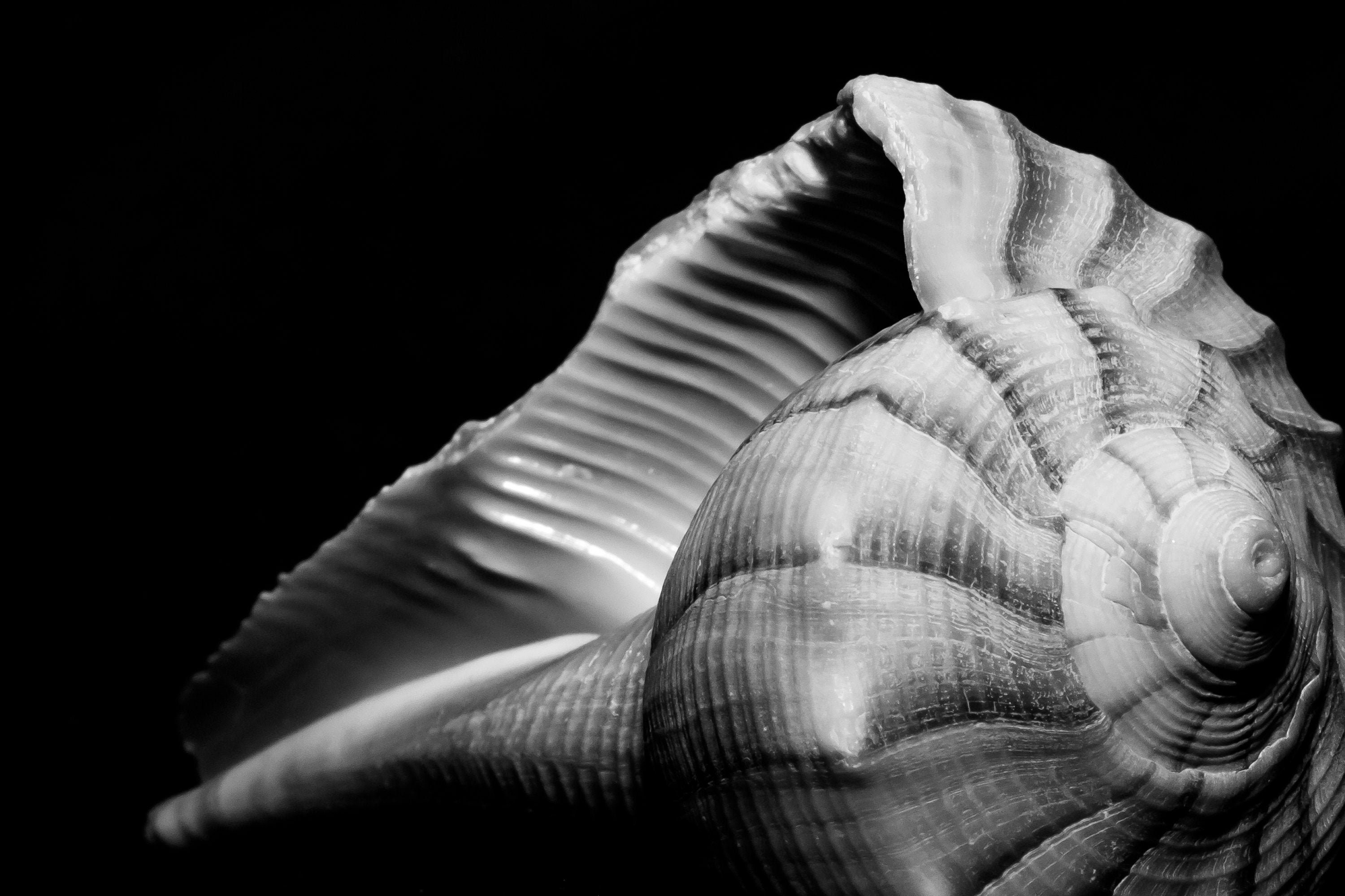 Shell Print Seashell Photography Minimalist Photography | Etsy