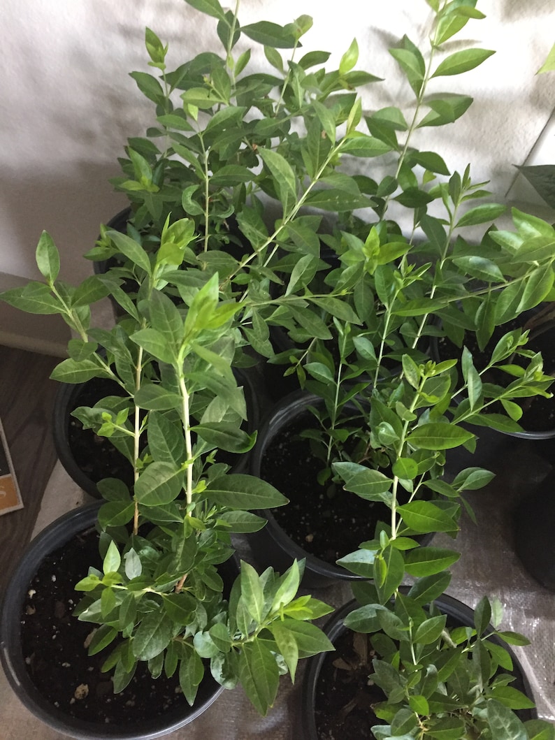 HENNA Live Plant (mehandi/gorintaku/lawsonia Inermis) - Etsy