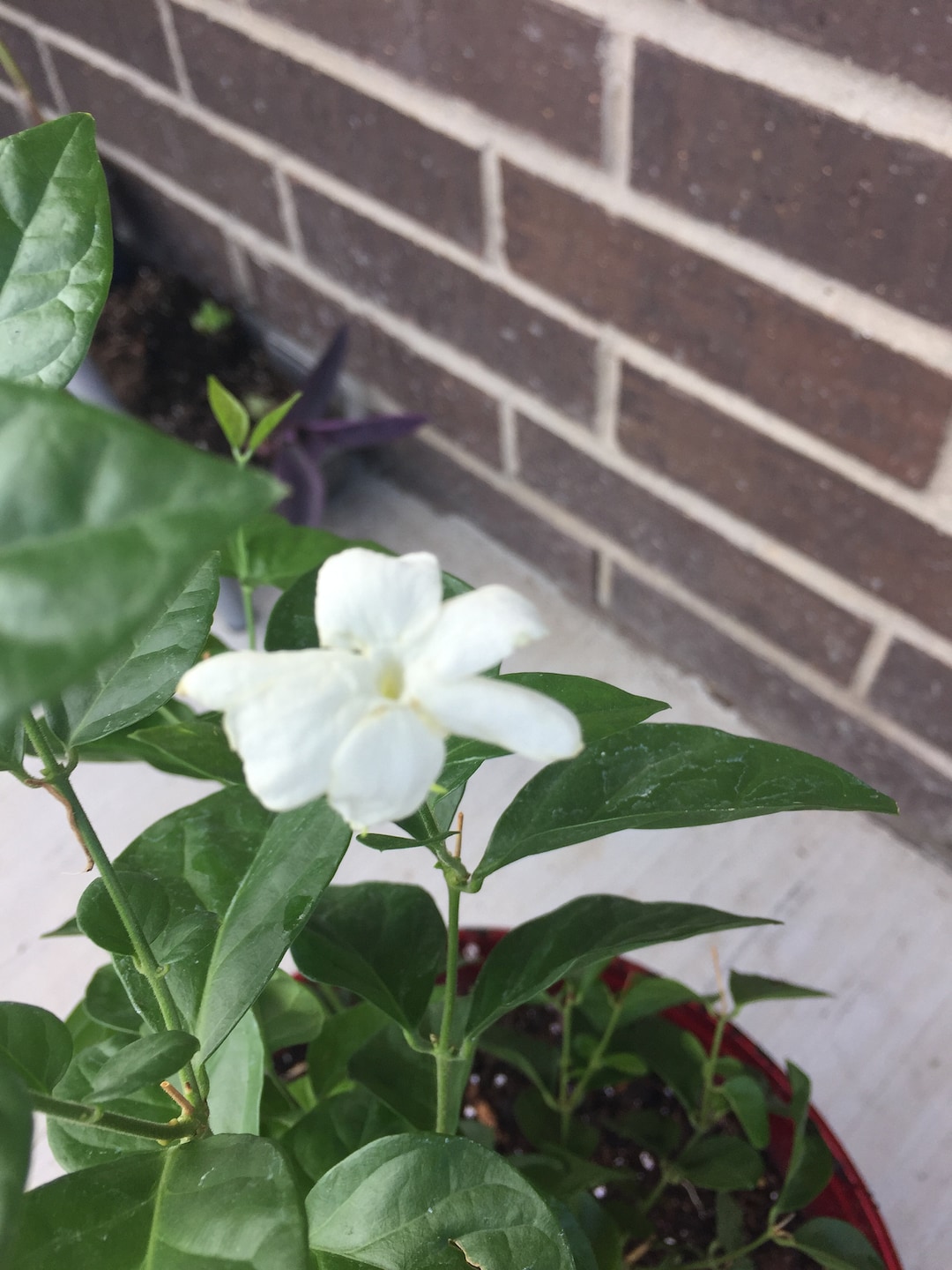 Jasmin - Single Layer - Sambac (chameli/jazmín/jasemini/gelsomino ...