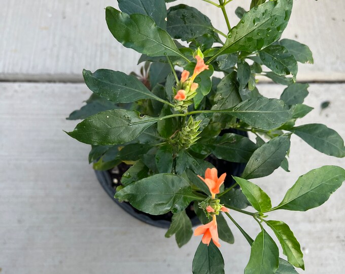 Crossandra Orange Live Plant firecraker/kanakambaram - Etsy