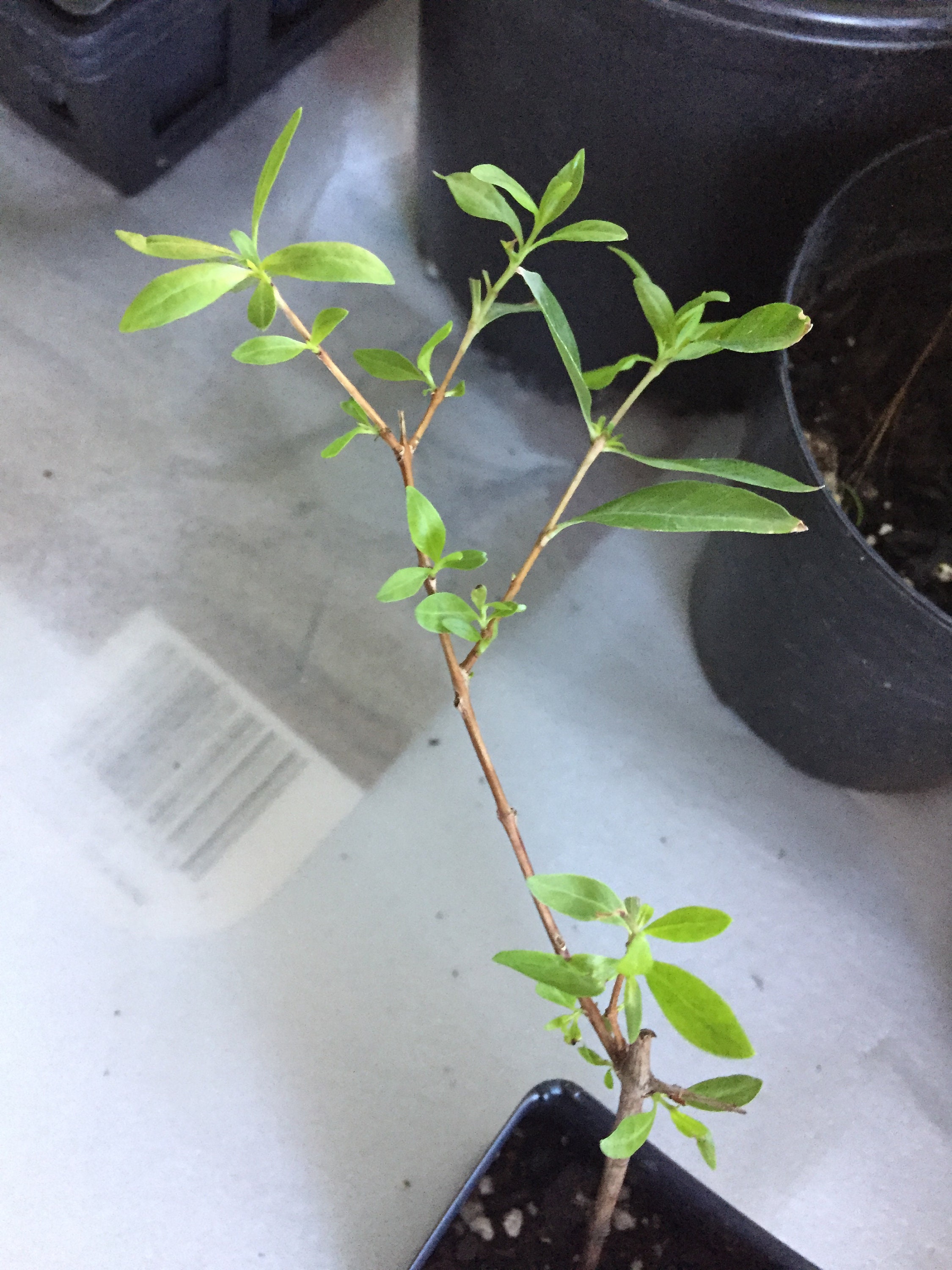 HENNA Live Plant (mehandi/gorintaku/lawsonia Inermis) - Etsy