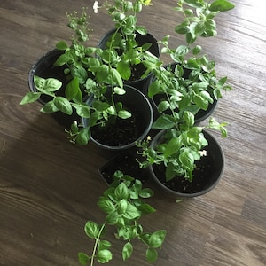 Jui Jasmine Plant (virajaji/jaji/jasmine/jasminum Auriculatum/jui/juhi ...