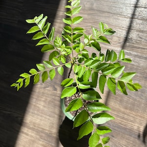 Curry Leaf Live Plant(murraya Koenigii, Karivepallai, Karivembu ...