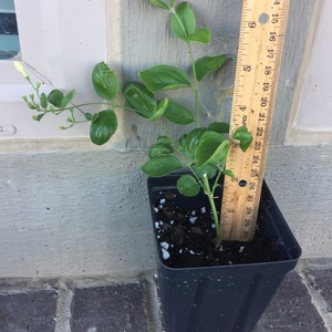 Jui Jasmine Plant (virajaji/jaji/jasmine/jasminum Auriculatum/jui/juhi ...