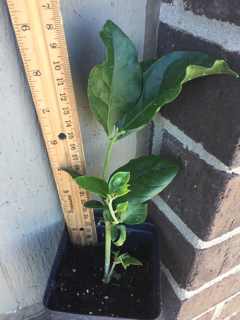 Grand Duke Supreme Jasmine Live Plantjasminum Sambac - Etsy