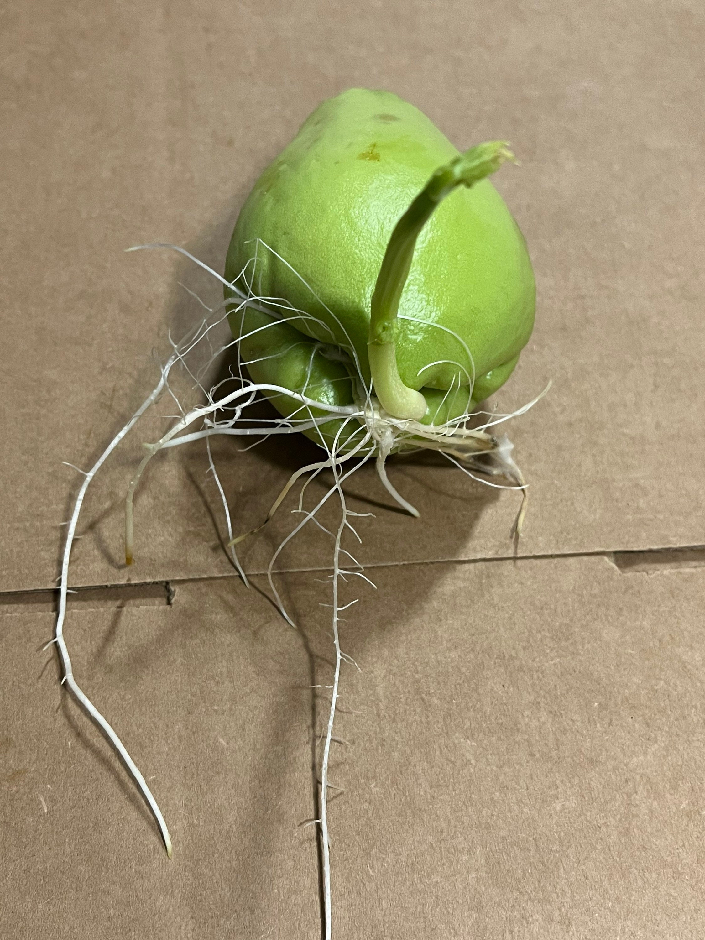 Chayote Squash(vegetable Pear/chow-chow/seeme Badinekai/seema Vankaya ...