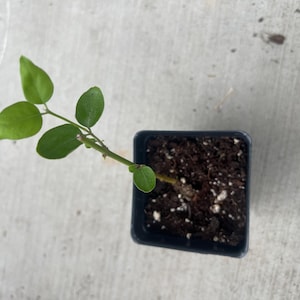 Jui Jasmine Plant (virajaji/jaji/jasmine/jasminum Auriculatum/jui/juhi ...