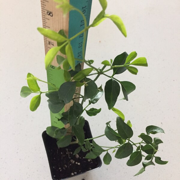 Jasmine Plant - Etsy