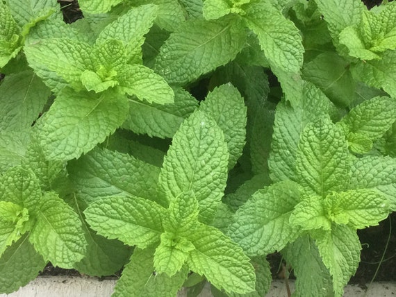 Indian Mint Tree