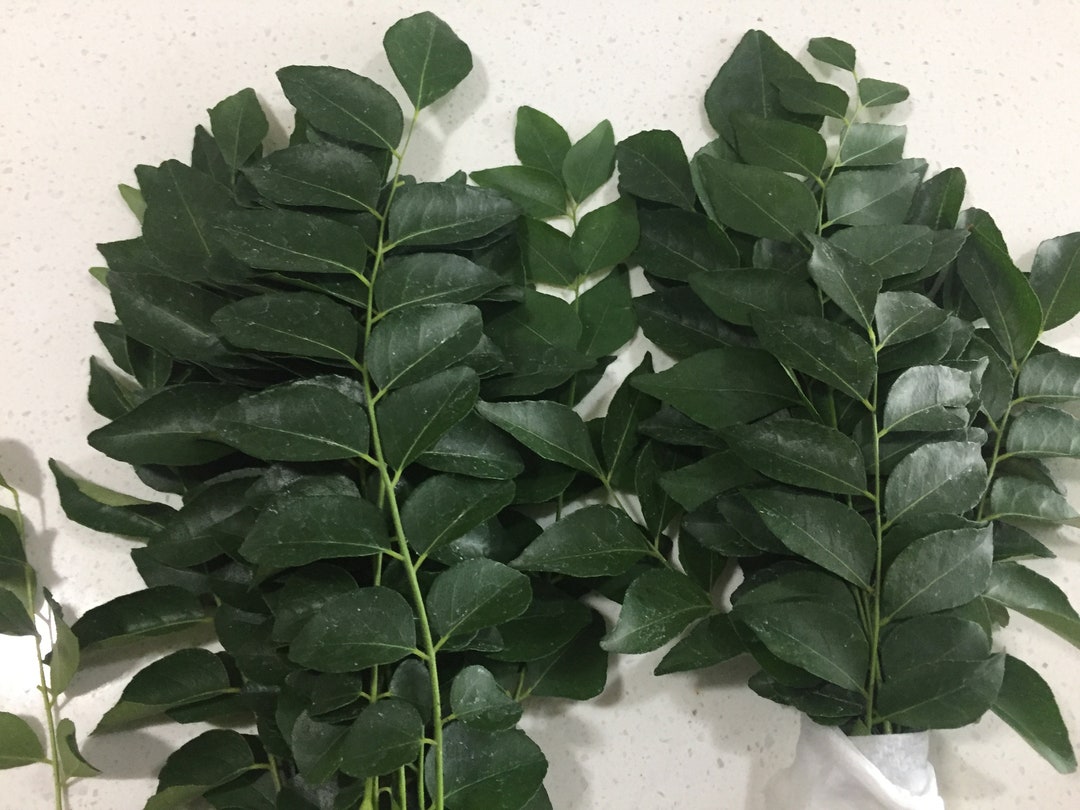 Fresh and Aromatic Curry Leaves (murraya Koenigii, Karivepallai ...