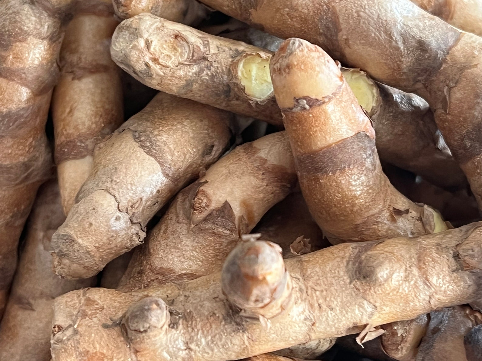 Mango Ginger (curcuma Amada/ Mamidi Allam/maṅkay Inci/ Mavina Suṇṭhi ...
