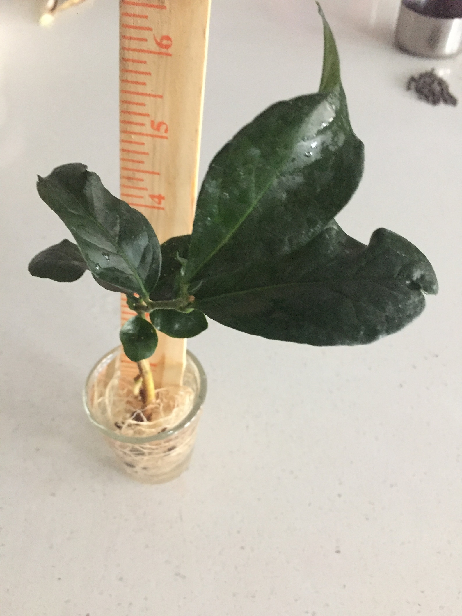 Grand Duke Supreme Jasmine Live Plantjasminum Sambac - Etsy