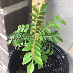 Curry Leaf Live Plant(murraya Koenigii, Karivepallai, Karivembu ...