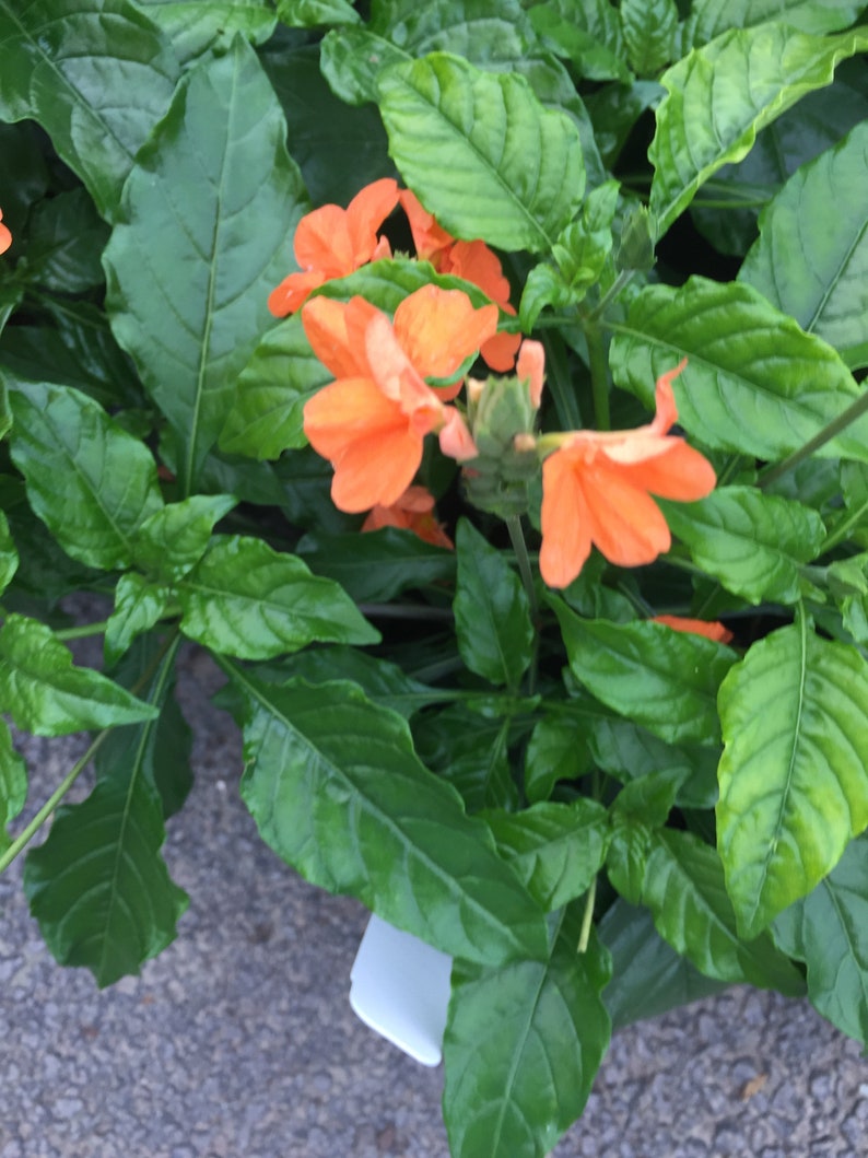 Crossandra Orange Live Plant firecraker/kanakambaram - Etsy