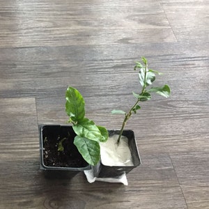 Grand Duke Supreme Jasmine - Live Plant(jasminum Sambac) - Etsy