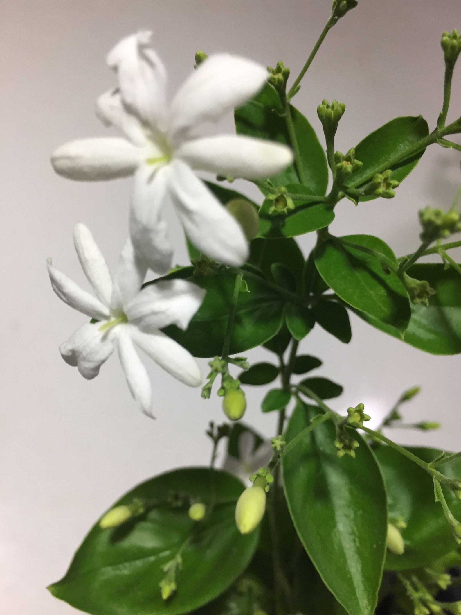 Indian Jui Jasmine Live Plant virajaji/jaji/jasmine | Etsy