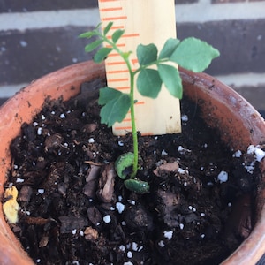 Curry Leaf Live Plant(murraya Koenigii, Karivepallai, Karivembu ...