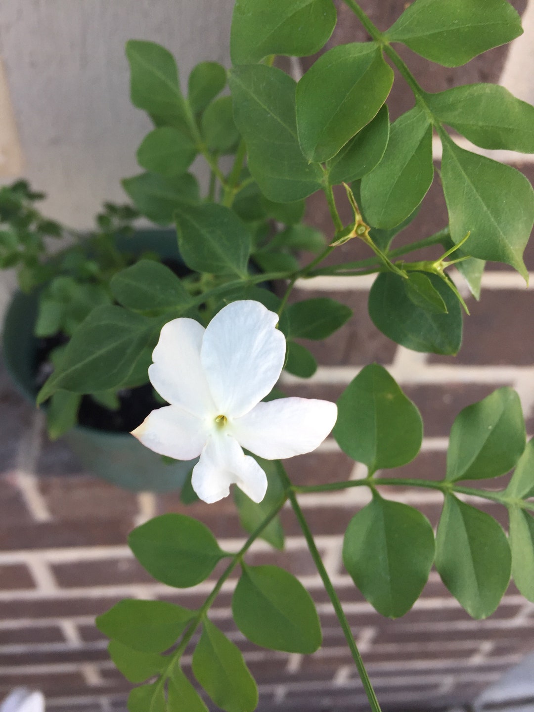 Poet's Jasmine Live Plant (jasminum Grandiflorum)- Various Options - Etsy