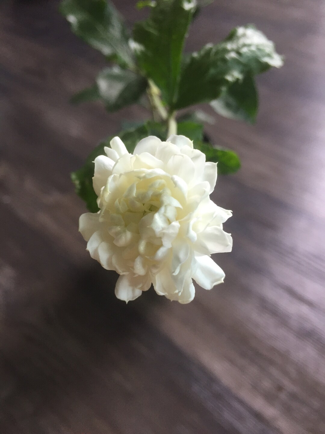 Grand Duke Supreme Jasmine - Live Plant(jasminum Sambac) - Etsy