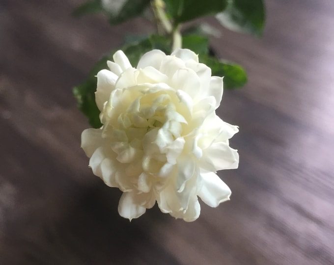 Grand Duke Supreme Jasmine Live Plantjasminum Sambac - Etsy