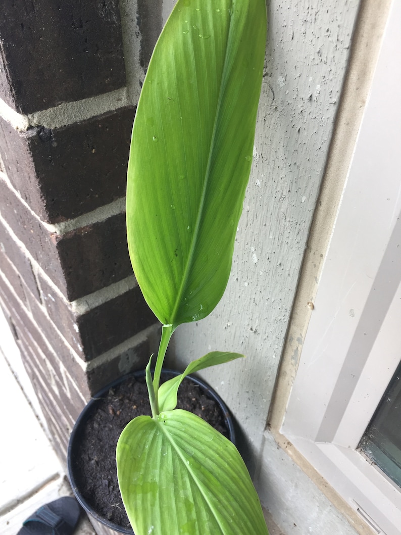 Mango Ginger (curcuma Amada/ Mamidi Allam/maṅkay Inci/ Mavina Suṇṭhi ...