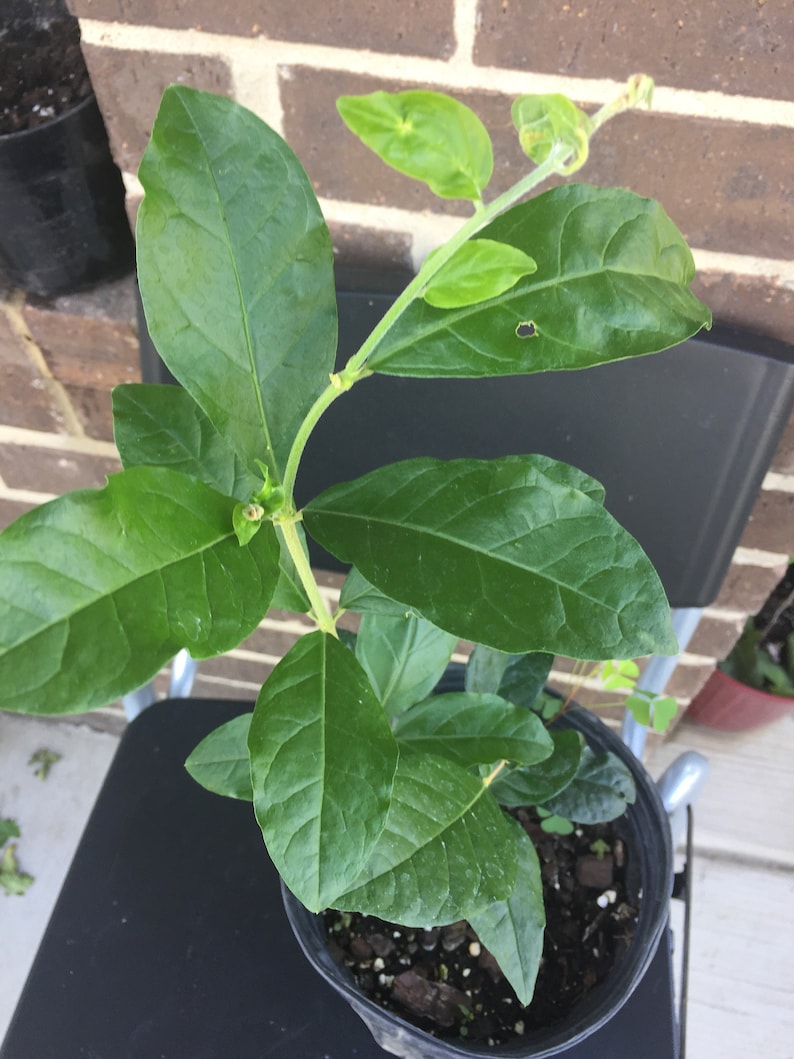 Grand Duke Supreme Jasmine Live Plantjasminum Sambac - Etsy