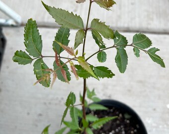 Azadirachta indica/nim/Nimba/margosa/Veppilai/Limba/Vepaku/Bevu ...
