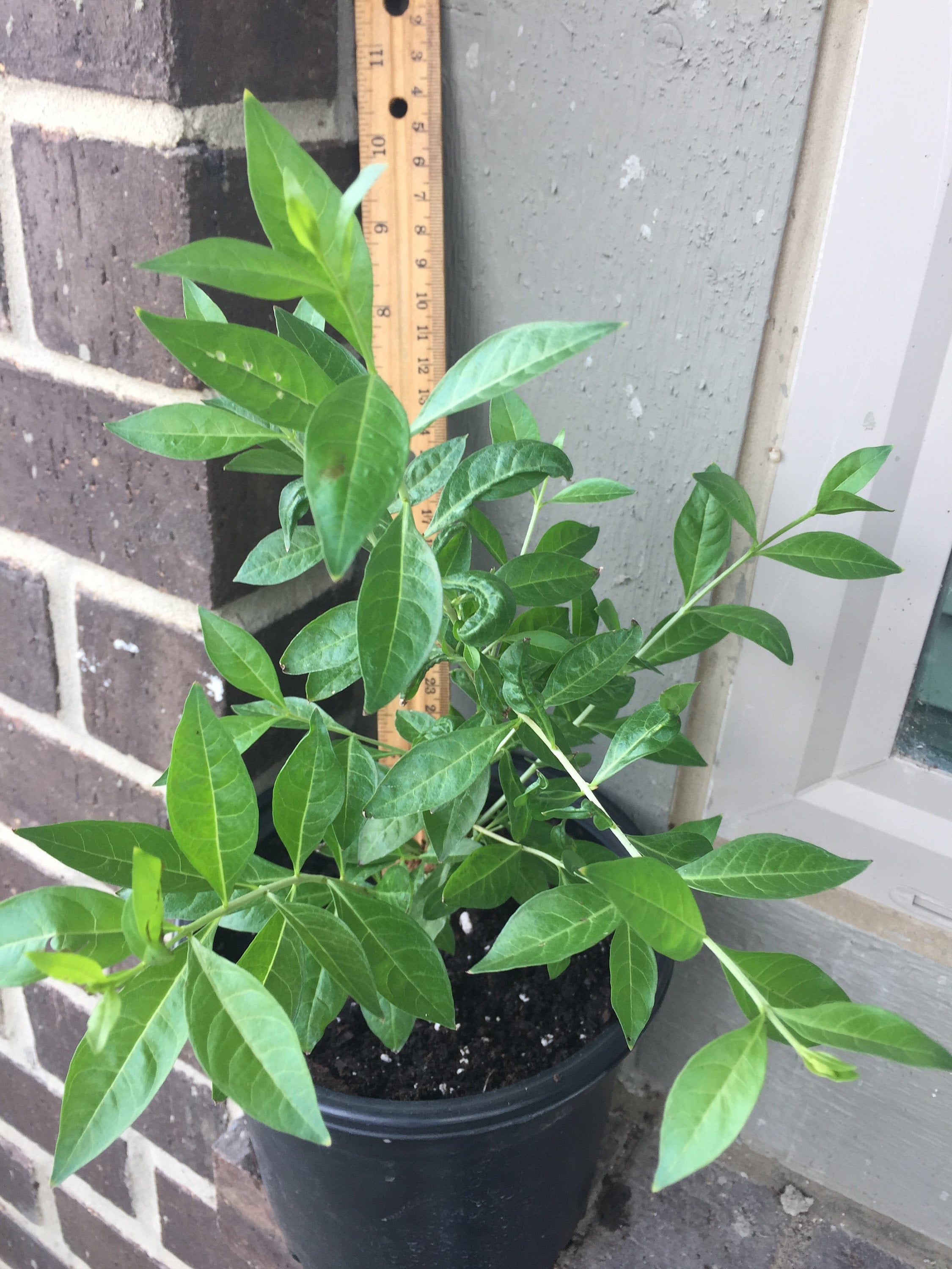 HENNA Live Plant (mehandi/gorintaku/lawsonia Inermis) - Etsy