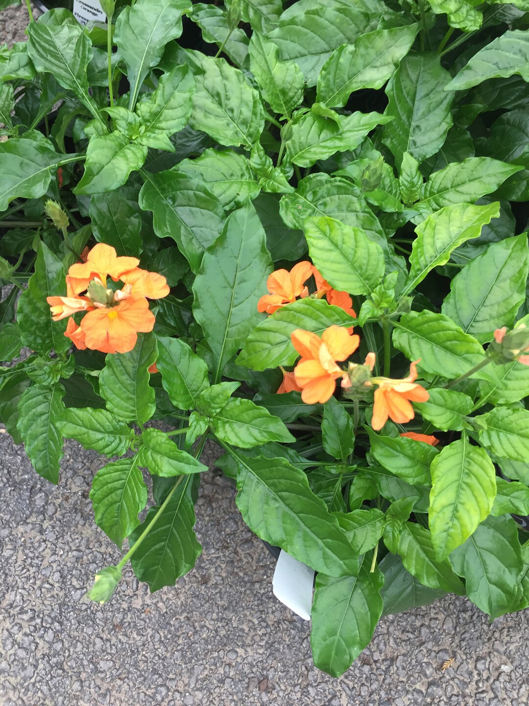 Crossandra Orange Live Plant (firecraker/kanakambaram) - Various ...
