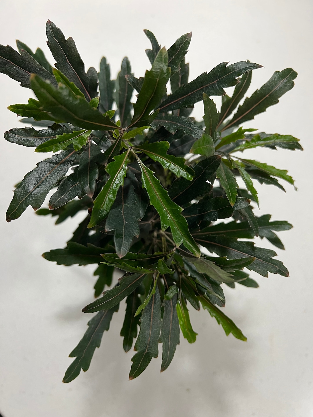 Ever Green Galaxy False Aralia (plerandra Elegantissima) in 4'' Pot - Etsy