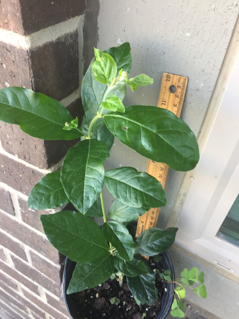 Grand Duke Supreme Jasmine Live Plantjasminum Sambac - Etsy