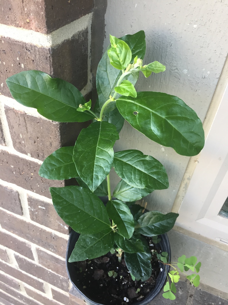 Grand Duke Supreme Jasmine Live Plantjasminum Sambac - Etsy