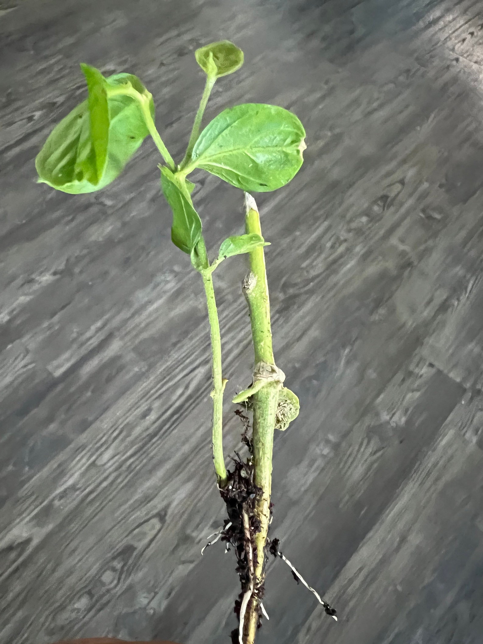 Grand Duke Supreme Jasmine Live Plantjasminum Sambac - Etsy