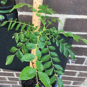 Curry Leaf Live Plant(murraya Koenigii, Karivepallai, Karivembu ...