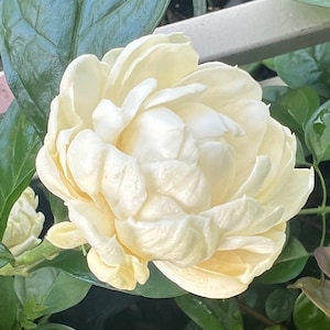 Grand Duke Supreme Jasmine - Live Plant(jasminum Sambac) - Etsy