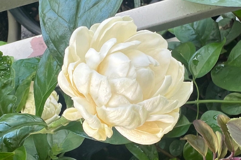 Grand Duke Supreme Jasmine Live Plantjasminum Sambac - Etsy