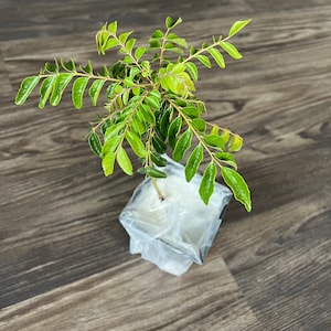Curry Leaf Live Plant(murraya Koenigii, Karivepallai, Karivembu ...