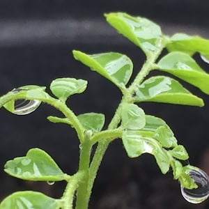 Curry Leaf Live Plant(murraya Koenigii, Karivepallai, Karivembu ...
