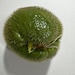 Chayote Squash(vegetable Pear/chow-chow/seeme Badinekai/seema Vankaya ...