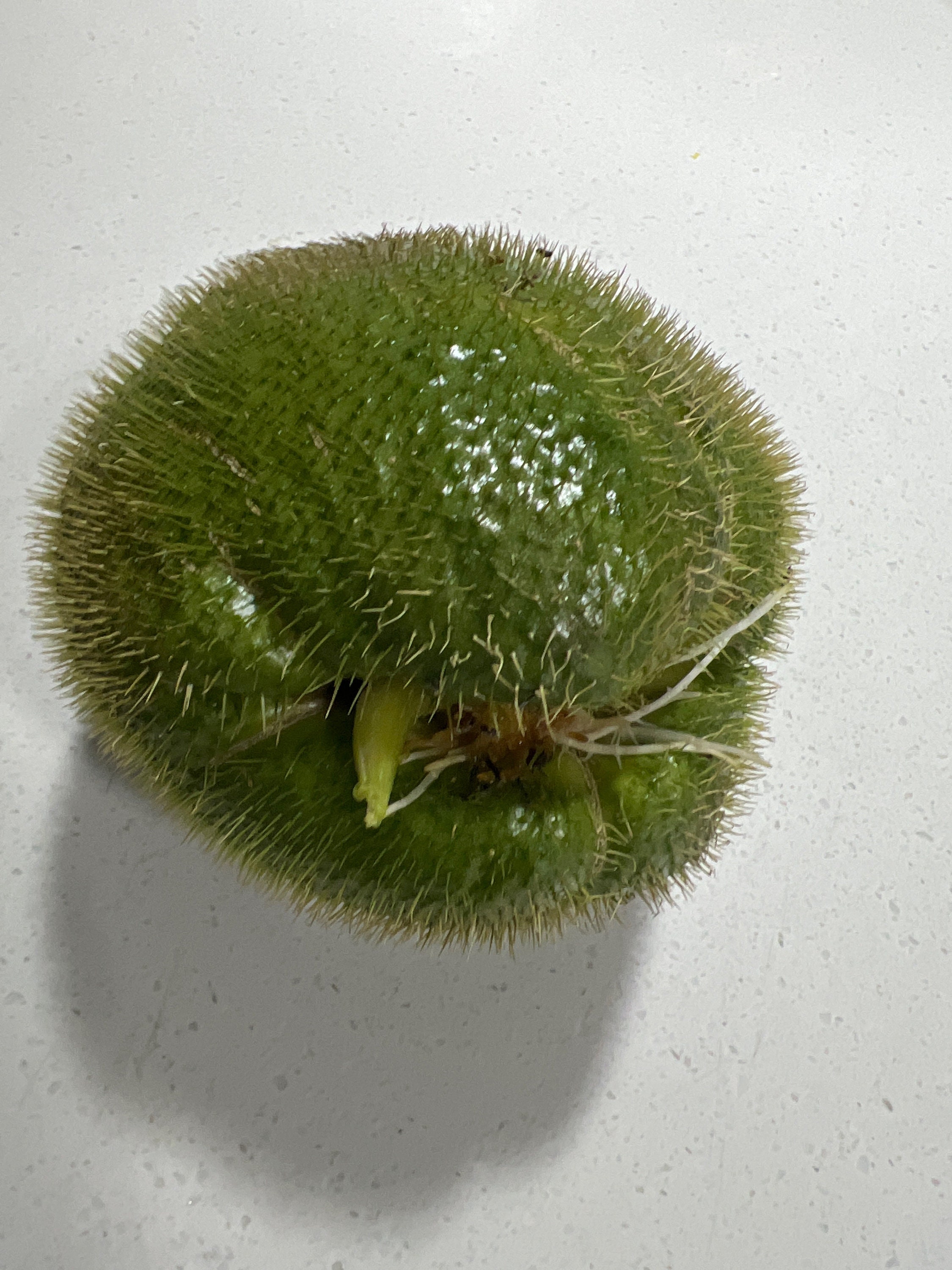 Chayote Squash(vegetable Pear/chow-chow/seeme Badinekai/seema Vankaya ...