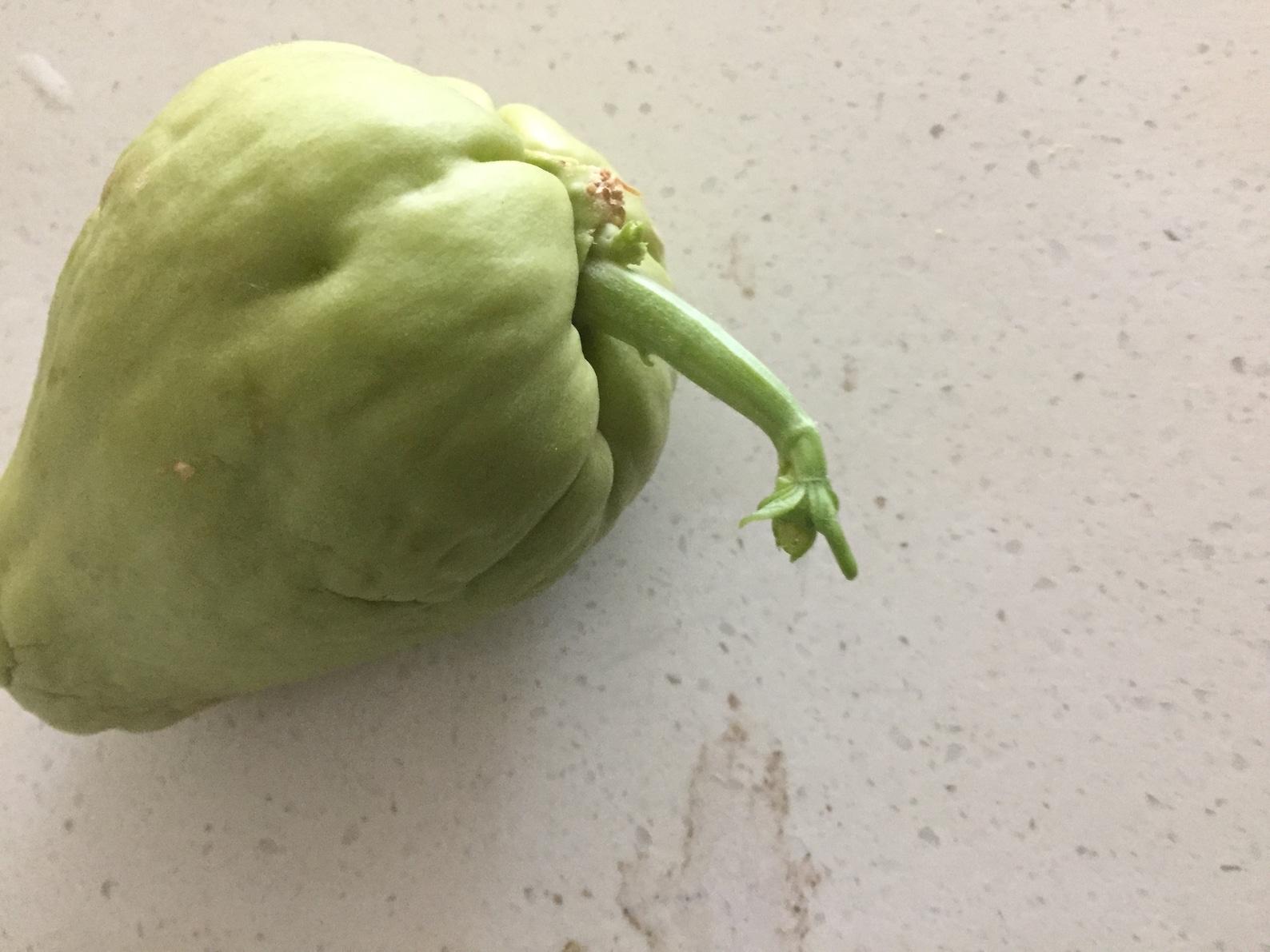 Chayote Squash(vegetable Pear/chow-chow/seeme Badinekai/seema Vankaya ...