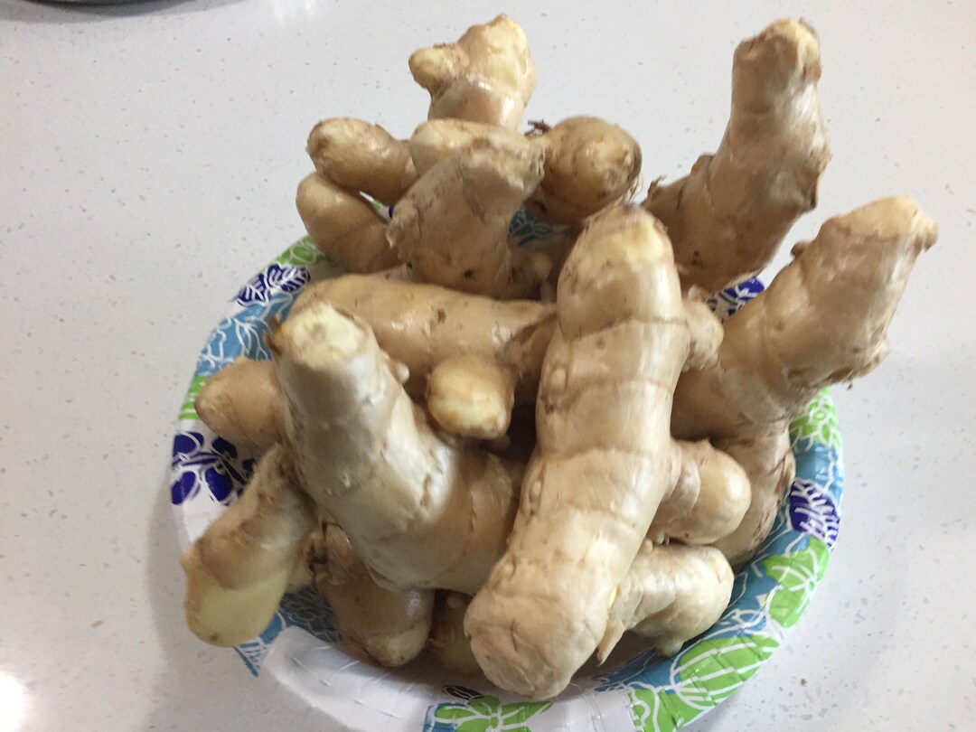 Mango Ginger curcuma Amada/ Mamidi Allam/maṅkay Inci/ Mavina - Etsy