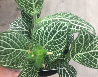 Fittonia Nerve Plant | Etsy
